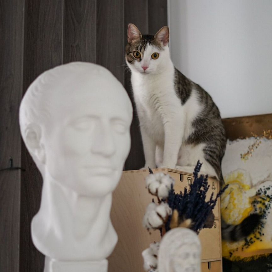 Красивый умный котик