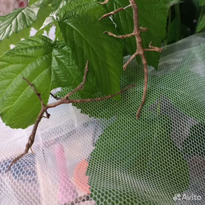 Палочники мадагаскарские