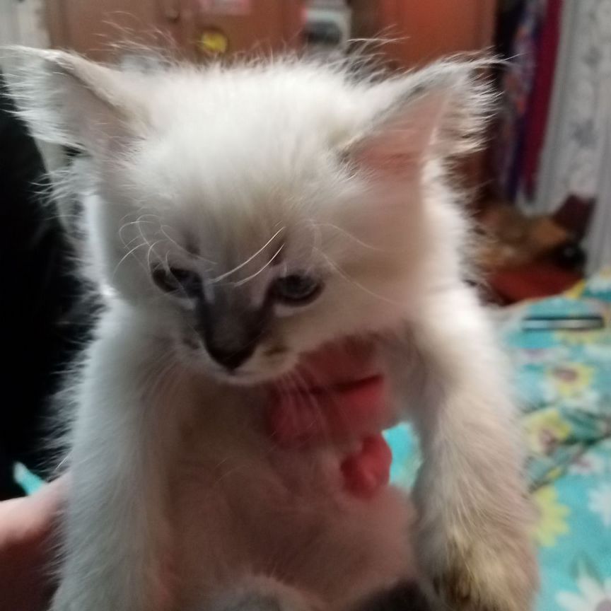 Невский маскарадный котёнок