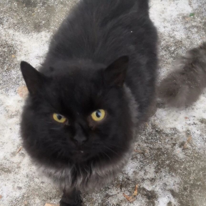 Савелий ищет хозяина