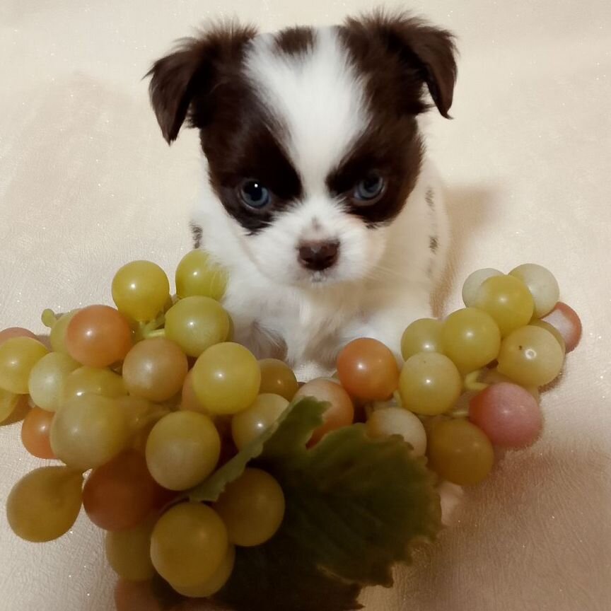 Чихуахуа, щенок