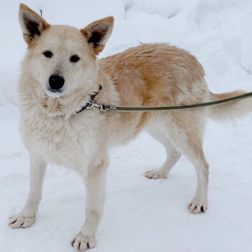 Взрослая собака в добрые руки