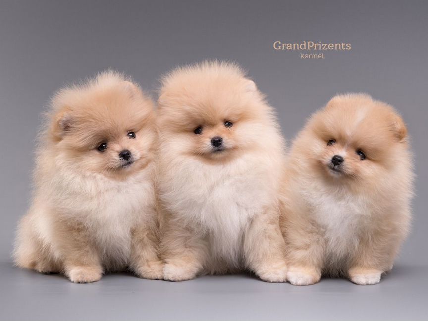 Померанский шпиц