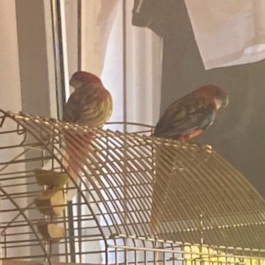 Попугай розелла