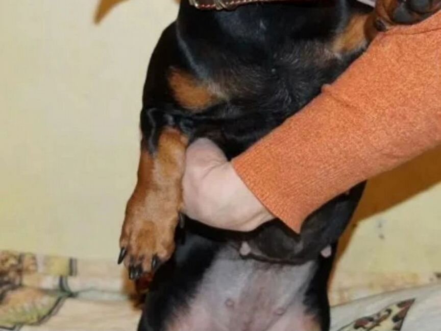 Чёрная такса