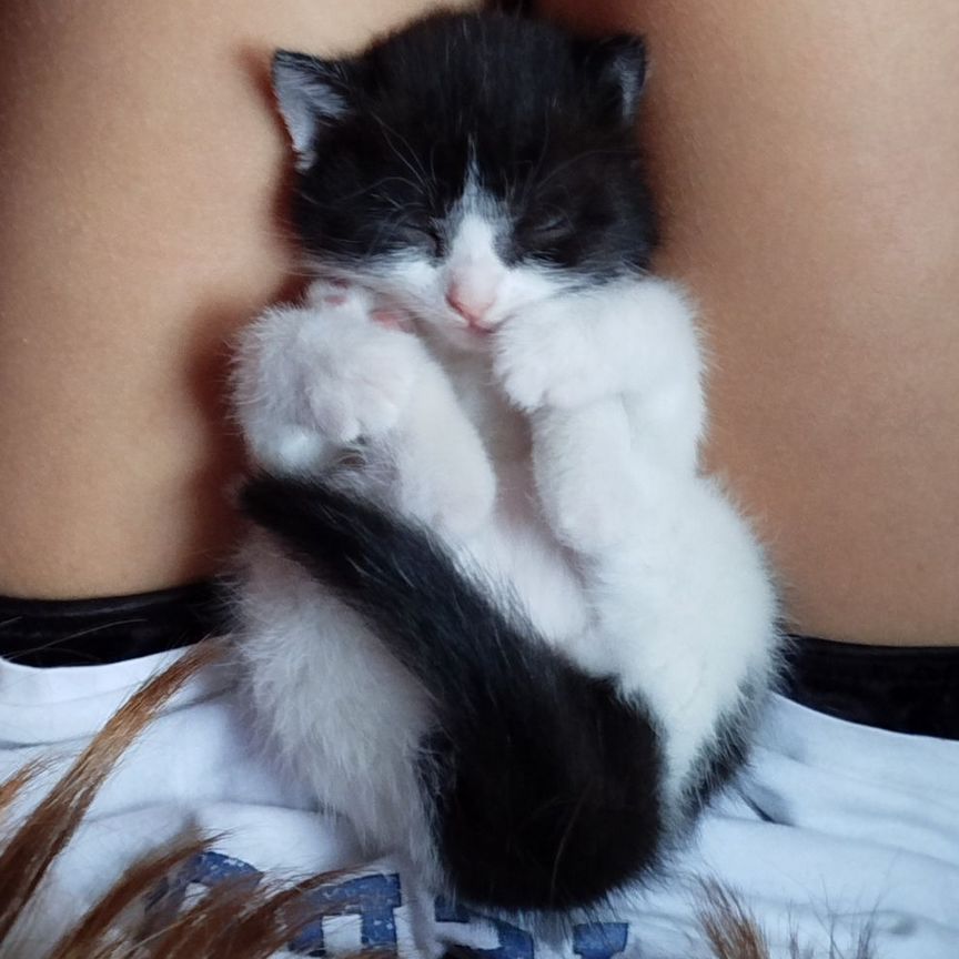 Котёнок в добрые руки