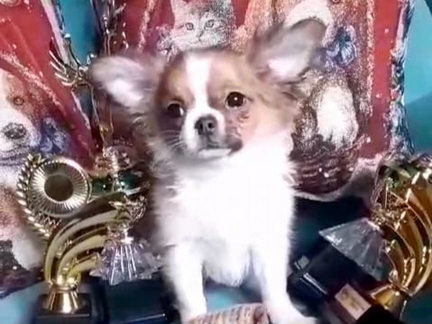 Щенки чихуахуа длинношерстные