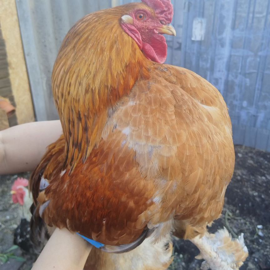 Куры домашние