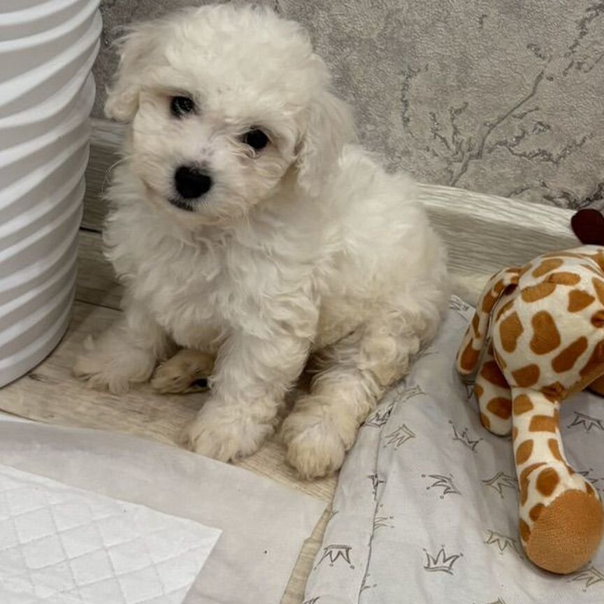 Бишон фризе, щенок