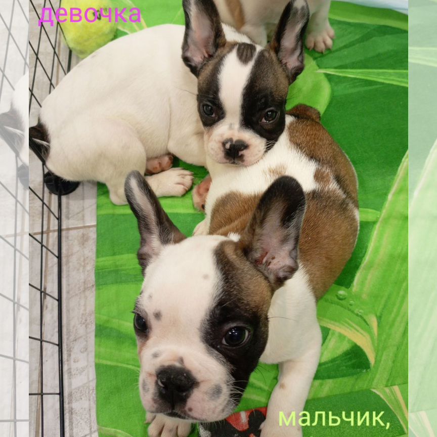 Французский бульдог, щенок
