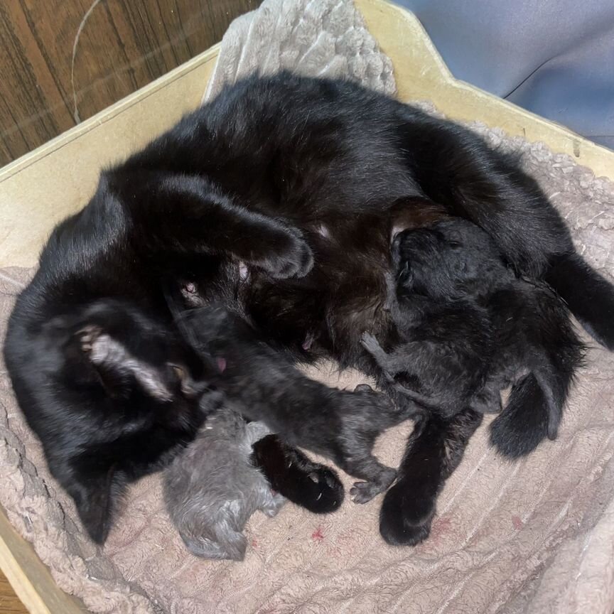 Котёнок в добрые руки