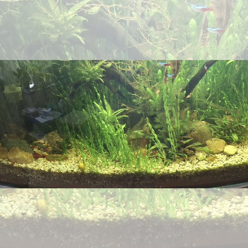 Водоросли для аквариума