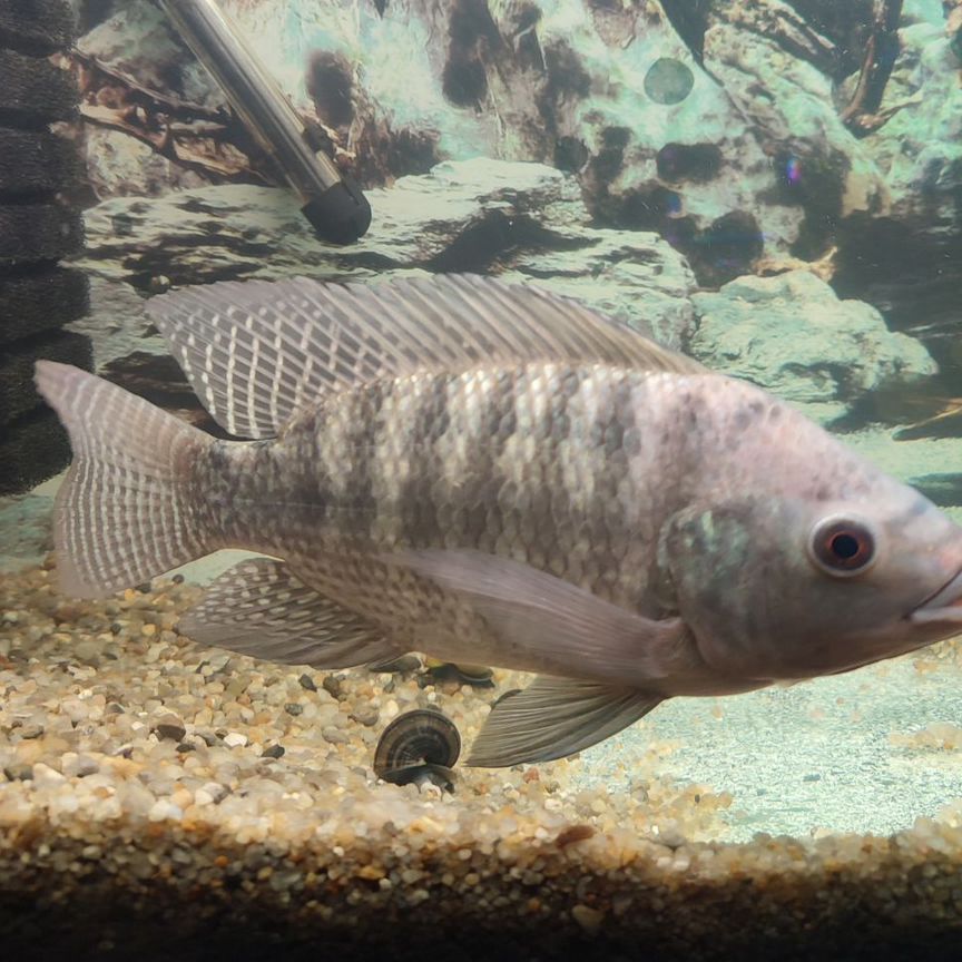 Цихлиды нильская тиляпия