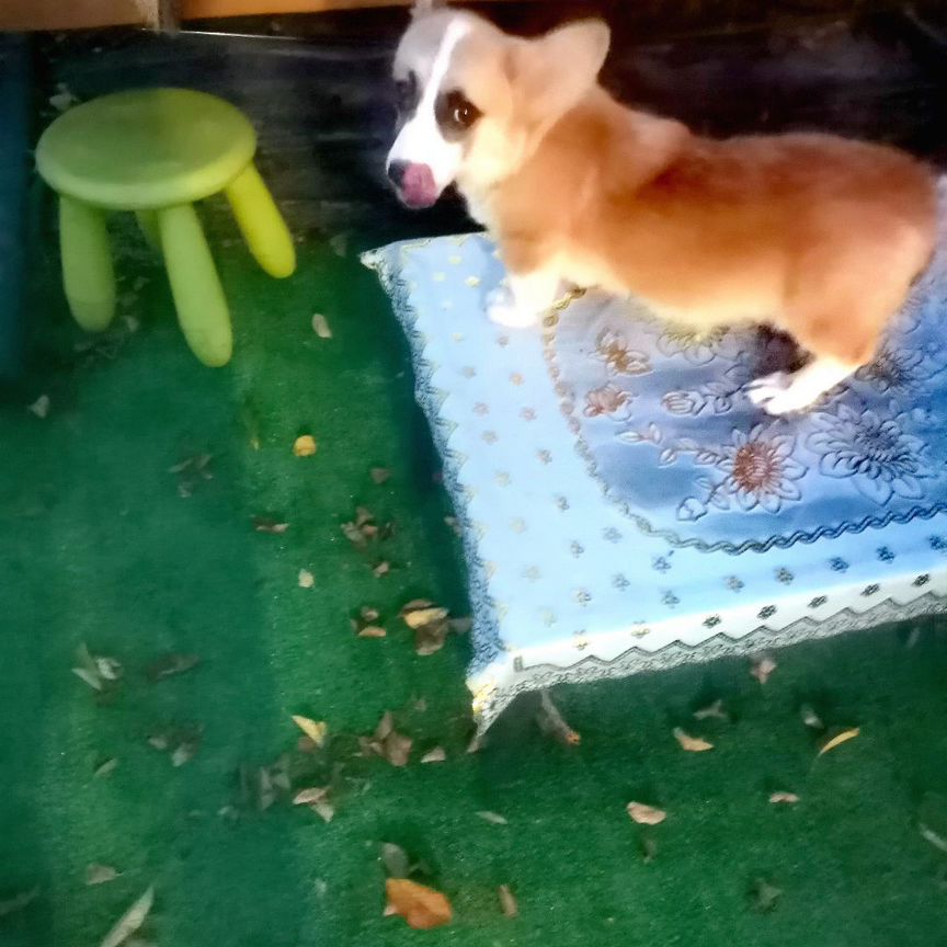 Вельш корги Пемброк красивые мальчик и девочка