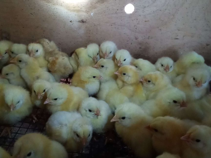 Суточный бройлер кооб 500