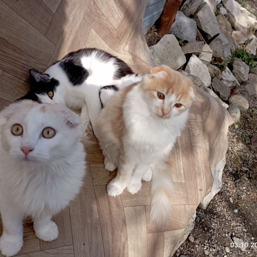 Котята в добрые руки