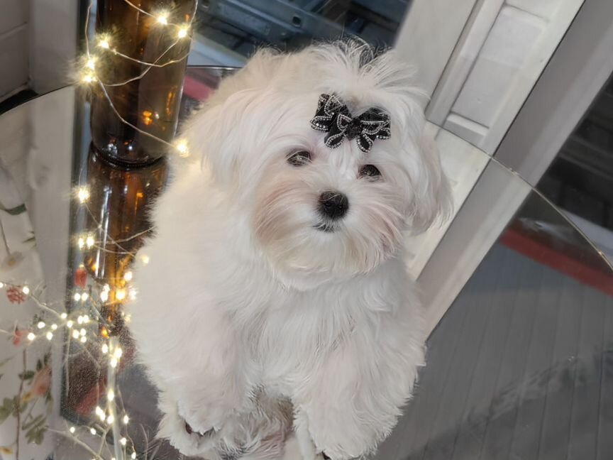 Мальтийская болонка девочка