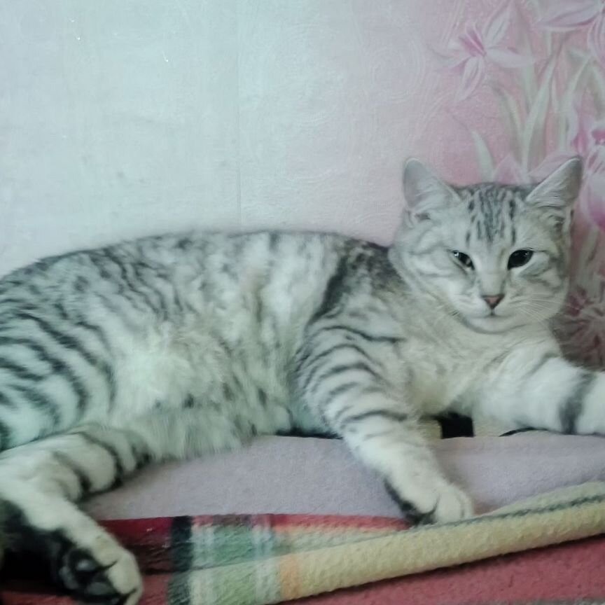 Отдается кот в добрые руки