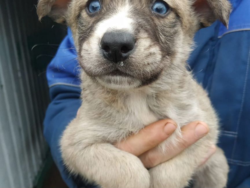 Щенок полтора месяца метис овчарки