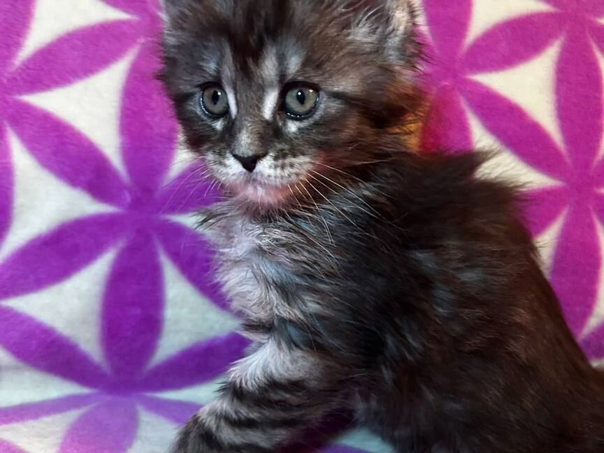 Котята мейн-кун