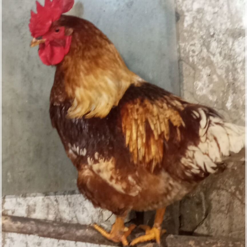 Молодые петухи