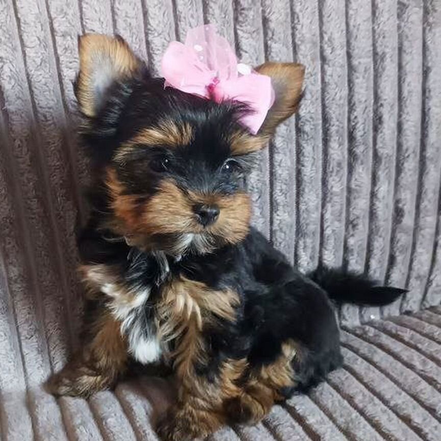 Йоркширский терьер