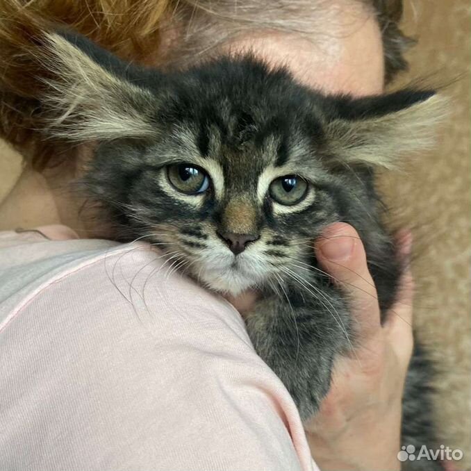 Дивный шпрот: котенок, 3 месяца