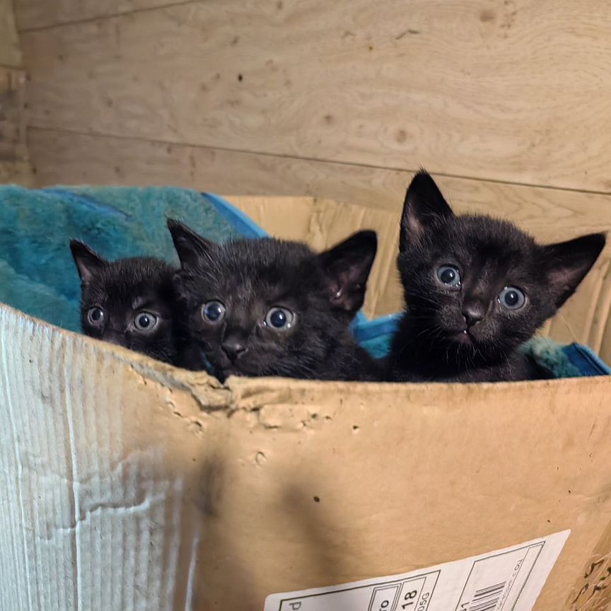 Котята в добрые руки бесплатно