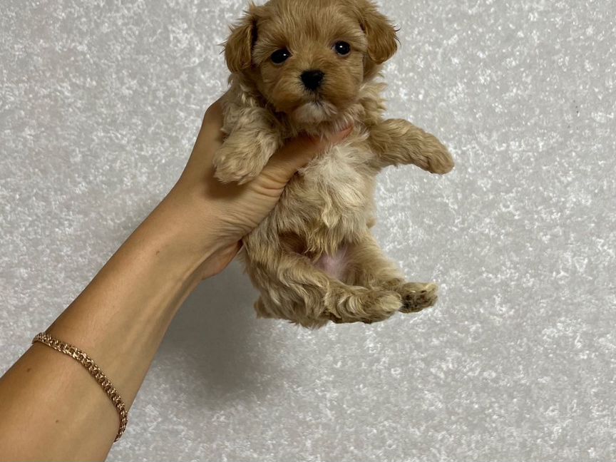 Мальтипу ф1 микро Корея мальчик карамель Baby Face