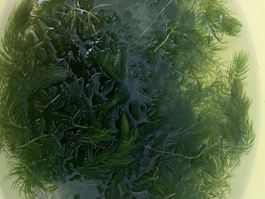 Роголистник (пушистый) в аквариум