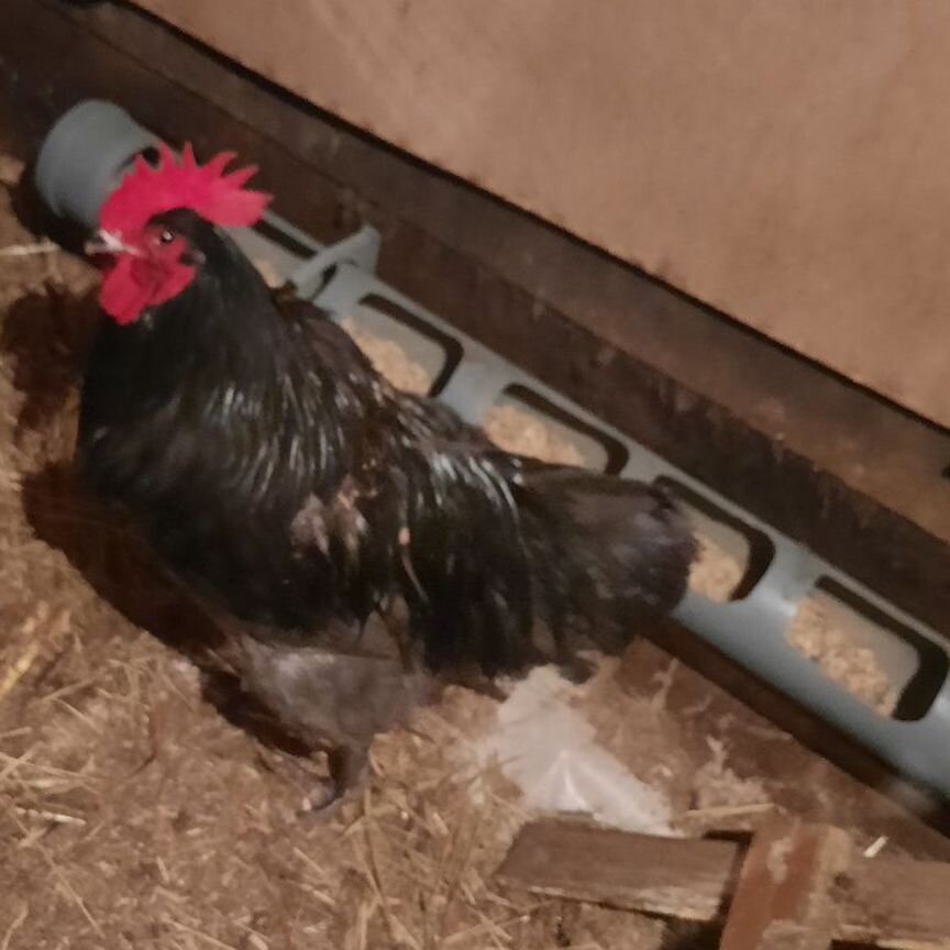 Петух джерсийский гигант