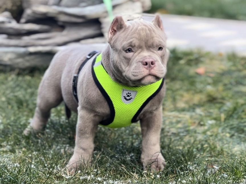 Необыкновенный мальчик Американский булли