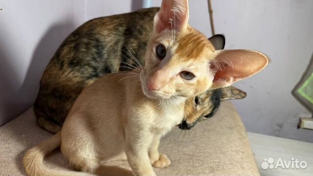 Кот красный тикинг