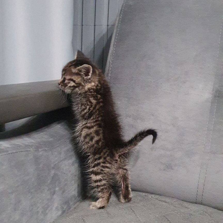 Котенок девочка в добрые руки