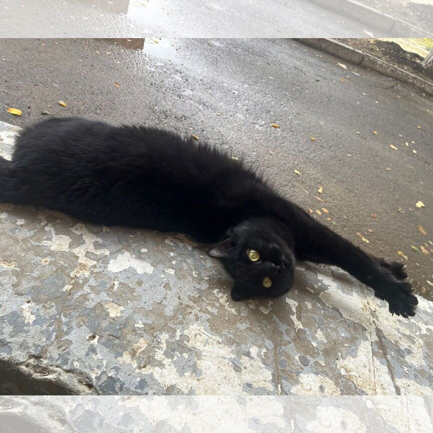 Котв добрые руки