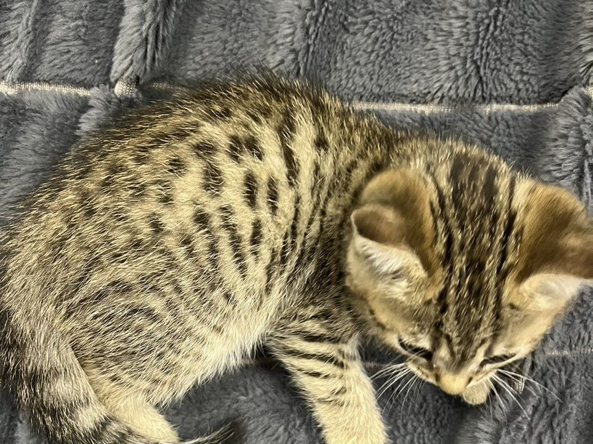 Британские котята