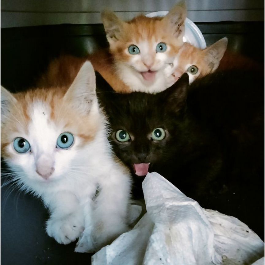 Котята рыжие рыжебелые и черный котенок