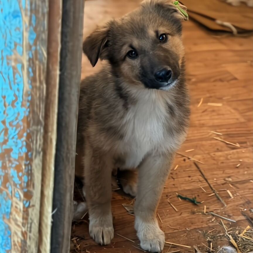 Щенок в добрые руки