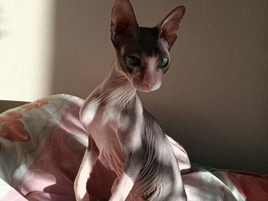 Кошечка сфинкс ищет жениха
