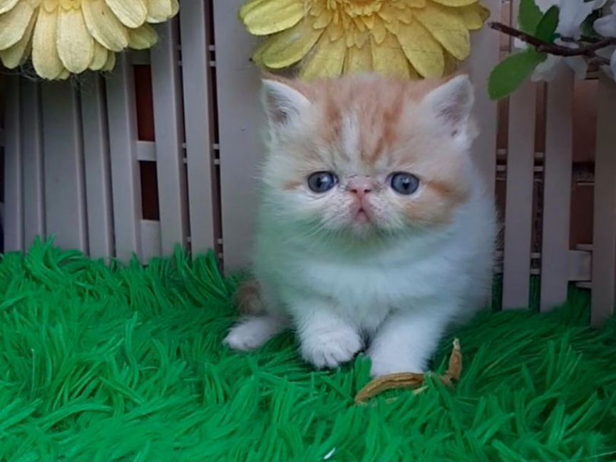 Экзотическая лапочка