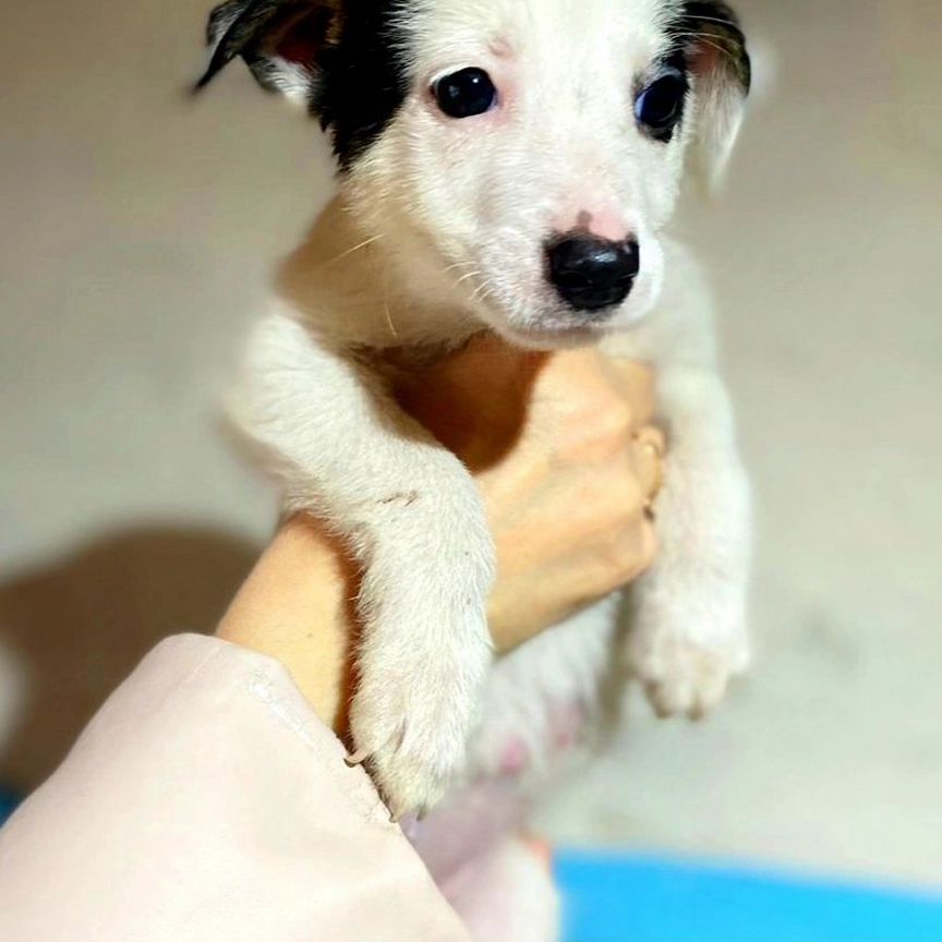 Щенок Мушка (3 мес) ищет заботливых хозяев