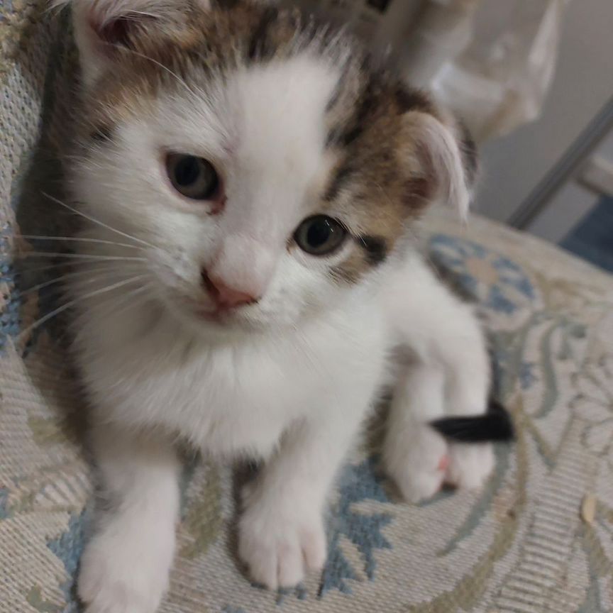 Британские котята