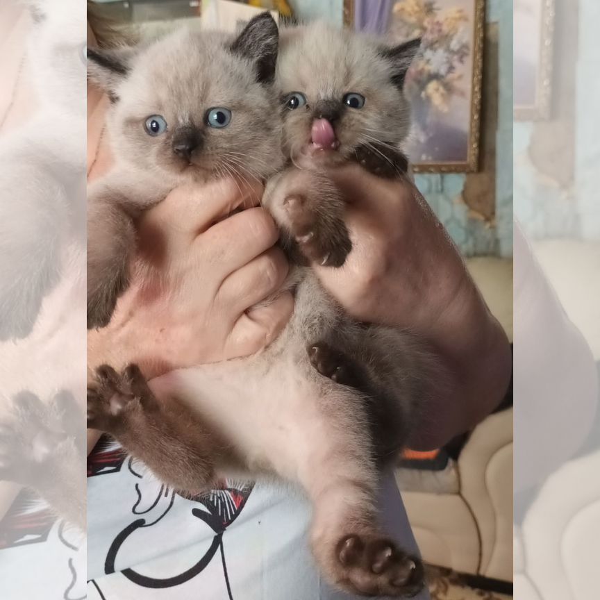 Британский короткошёрстный котёнок