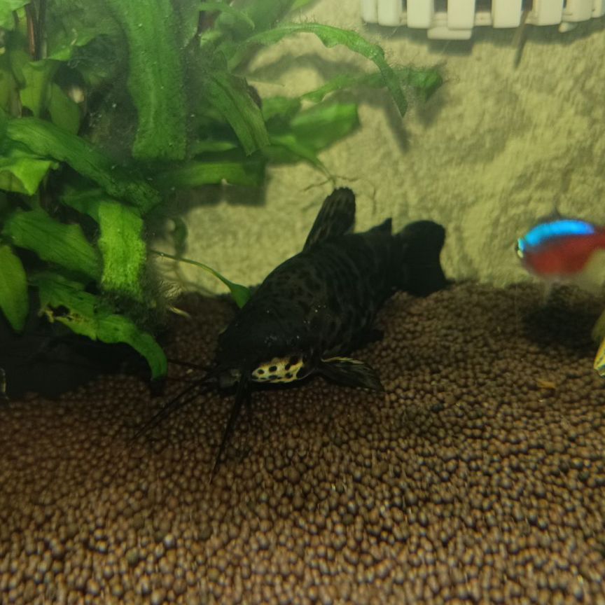 Сом таракатум