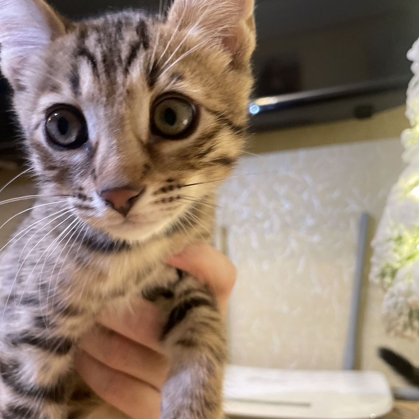 Бенгальские котята