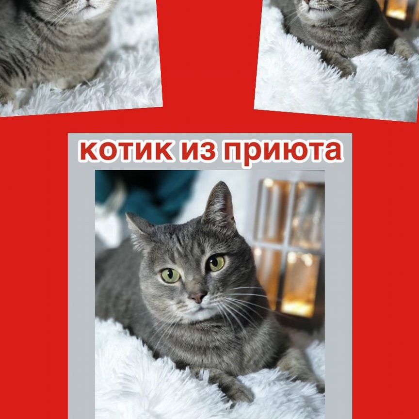 Подарите коту дом