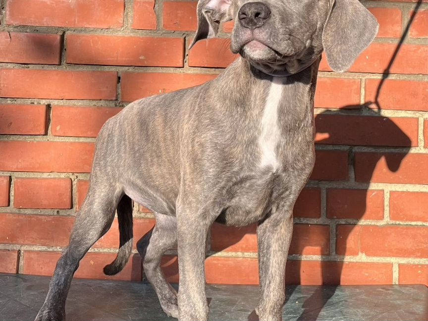 Голубой тигр щенок