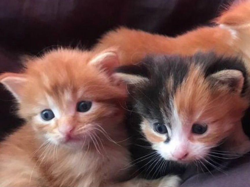 Котята мейн-кун метис