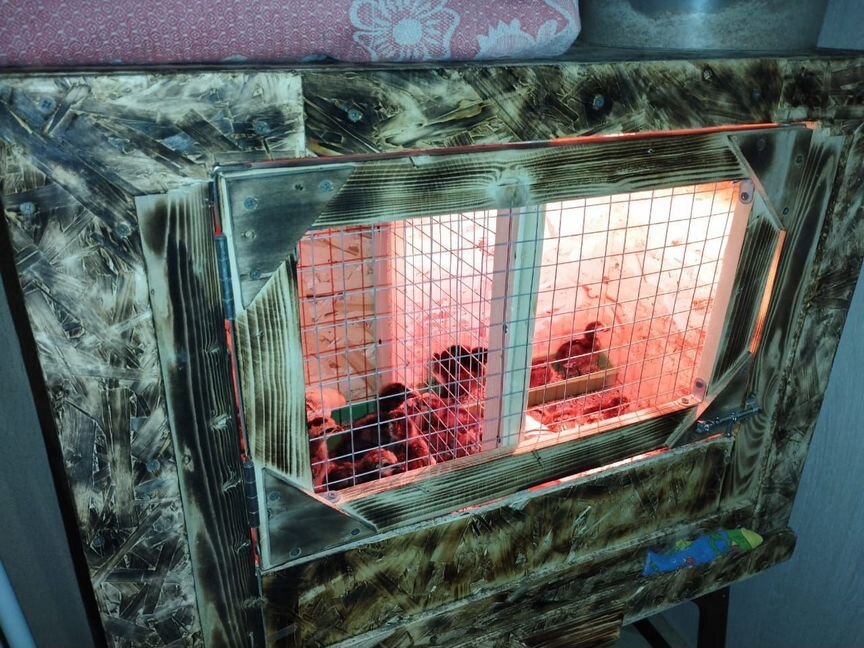 Брудер для цыплят