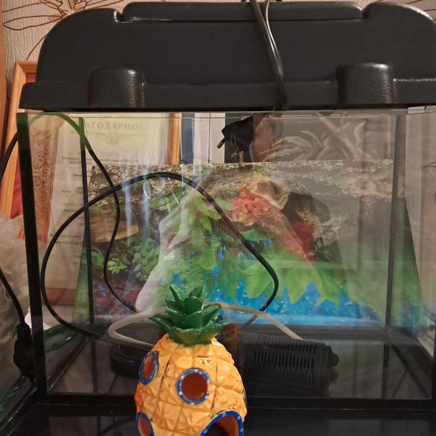 Аквариум и аксессуары